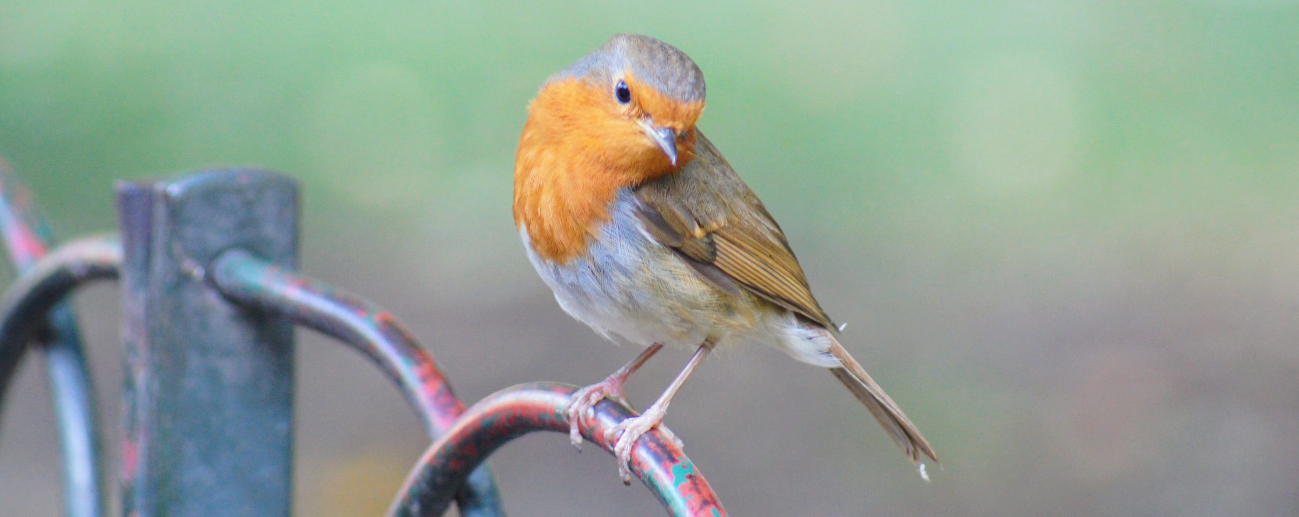 In Memoriam — Luci Shaw – Veritas Journal